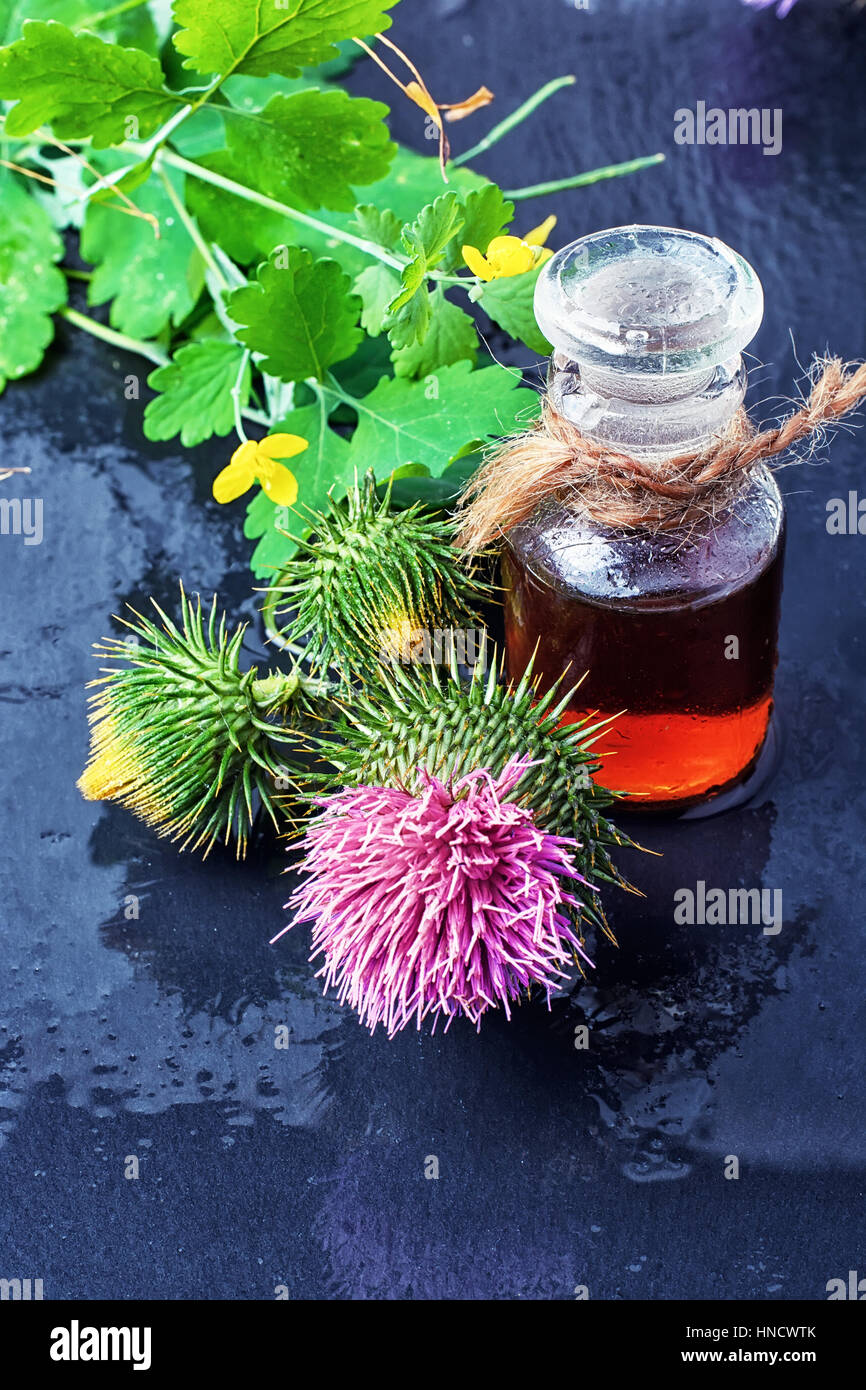 Buds medicinal wild plants burdock and burdocks medicinal tincture ...
