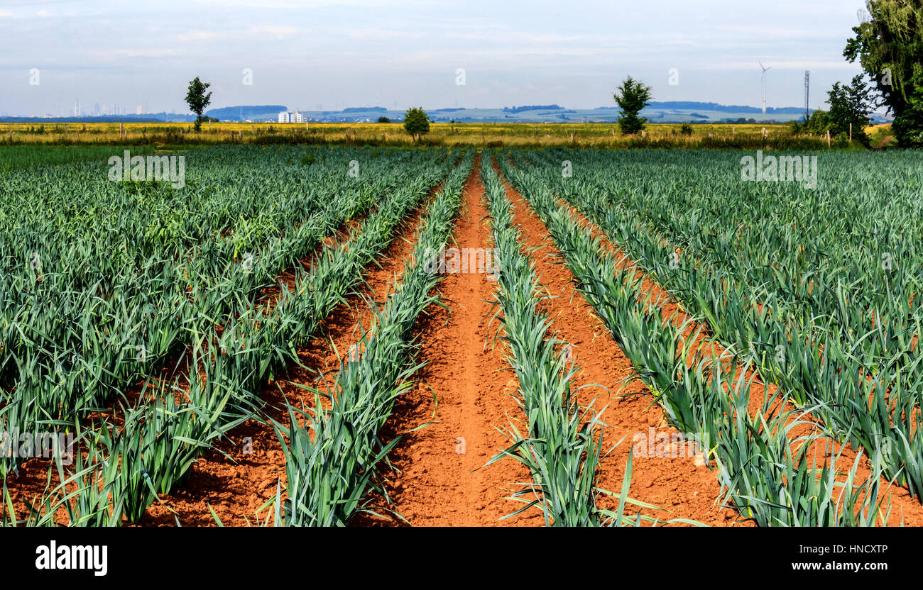 Leek field in early summer Stock Photo - Alamy