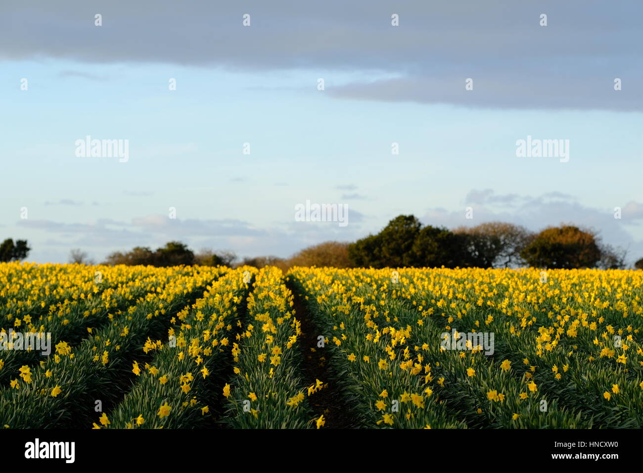 Filed with rows of daffodils Stock Photo - Alamy