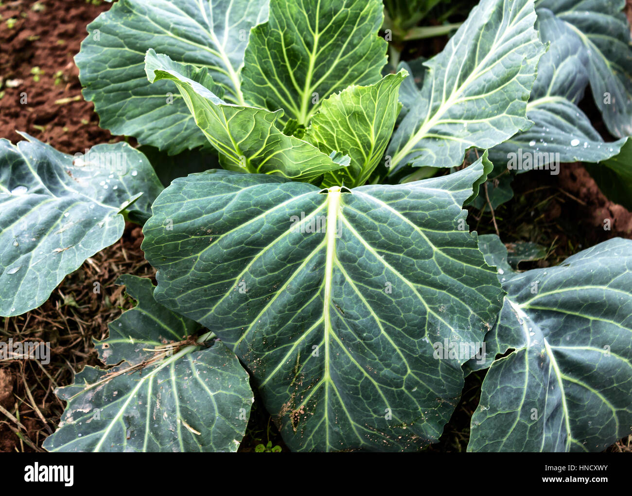 White cabbage vegetables hi-res stock photography and images - Alamy