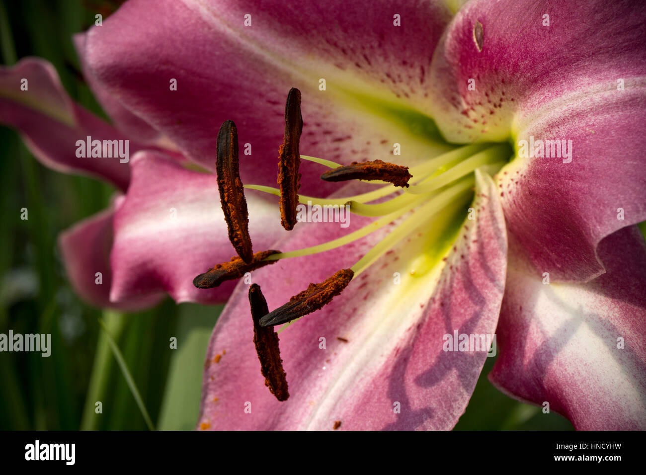Stemens of Red Lilium close-up Stock Photo - Alamy