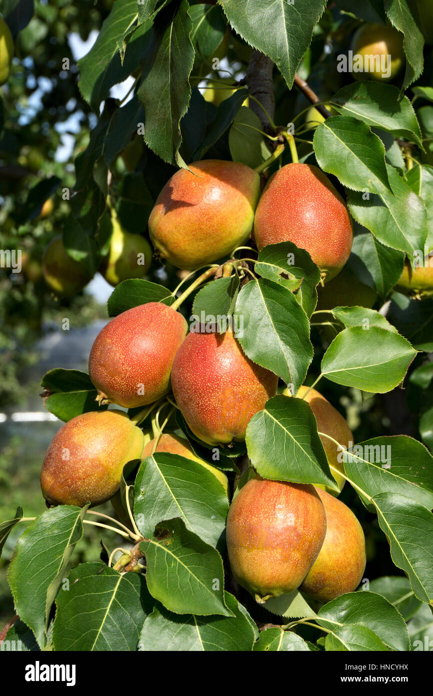 Juicy pears on the tree branch Stock Photo - Alamy