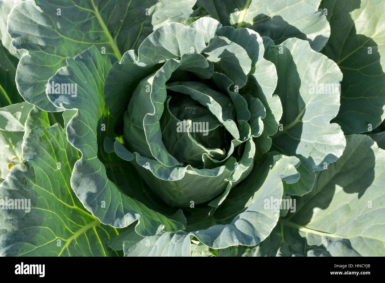 Pattern of cabbage leaves Stock Photo - Alamy