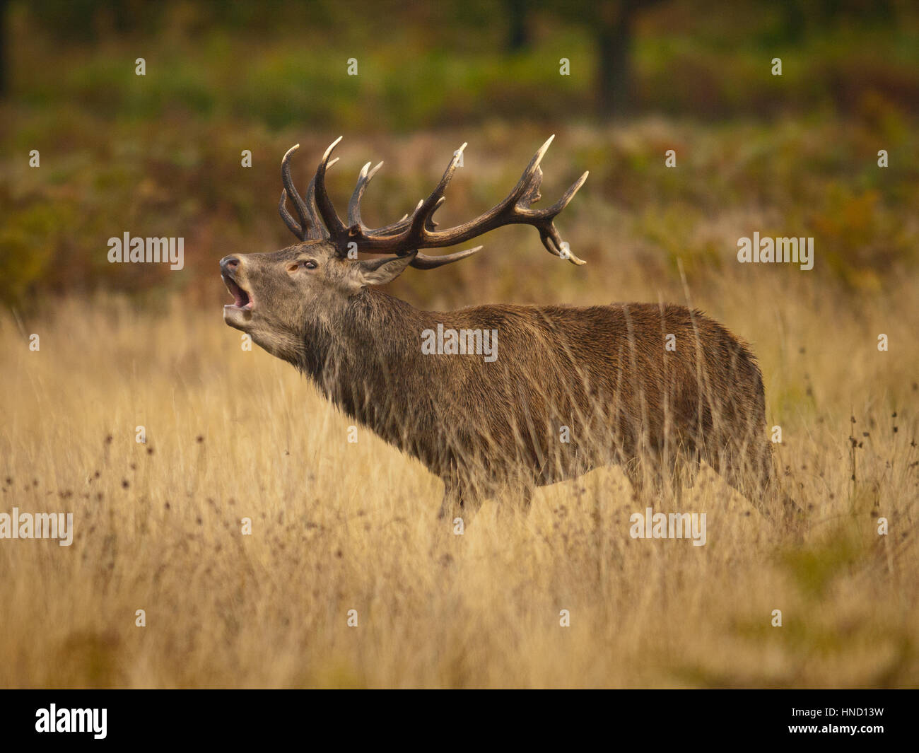 Deer parks hi-res stock photography and images - Alamy
