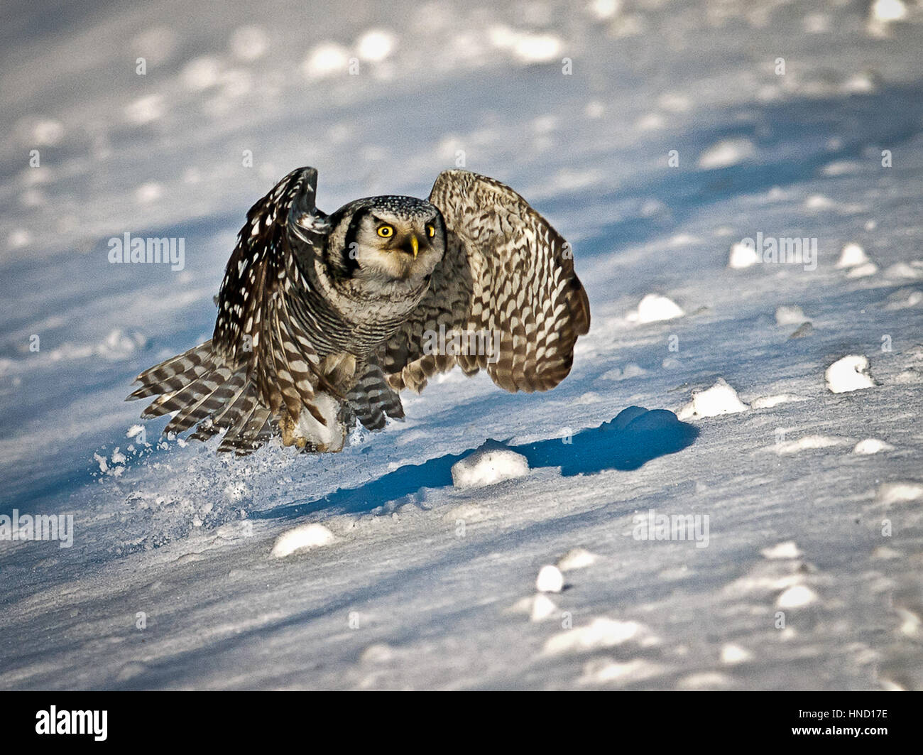 Hawkowl hi-res stock photography and images - Alamy