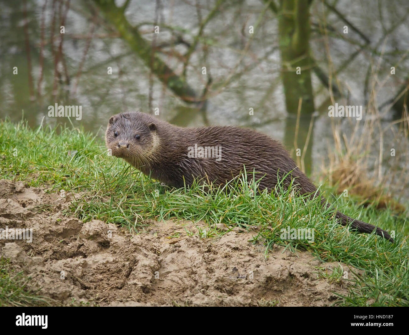 Trapping otters hi-res stock photography and images - Alamy