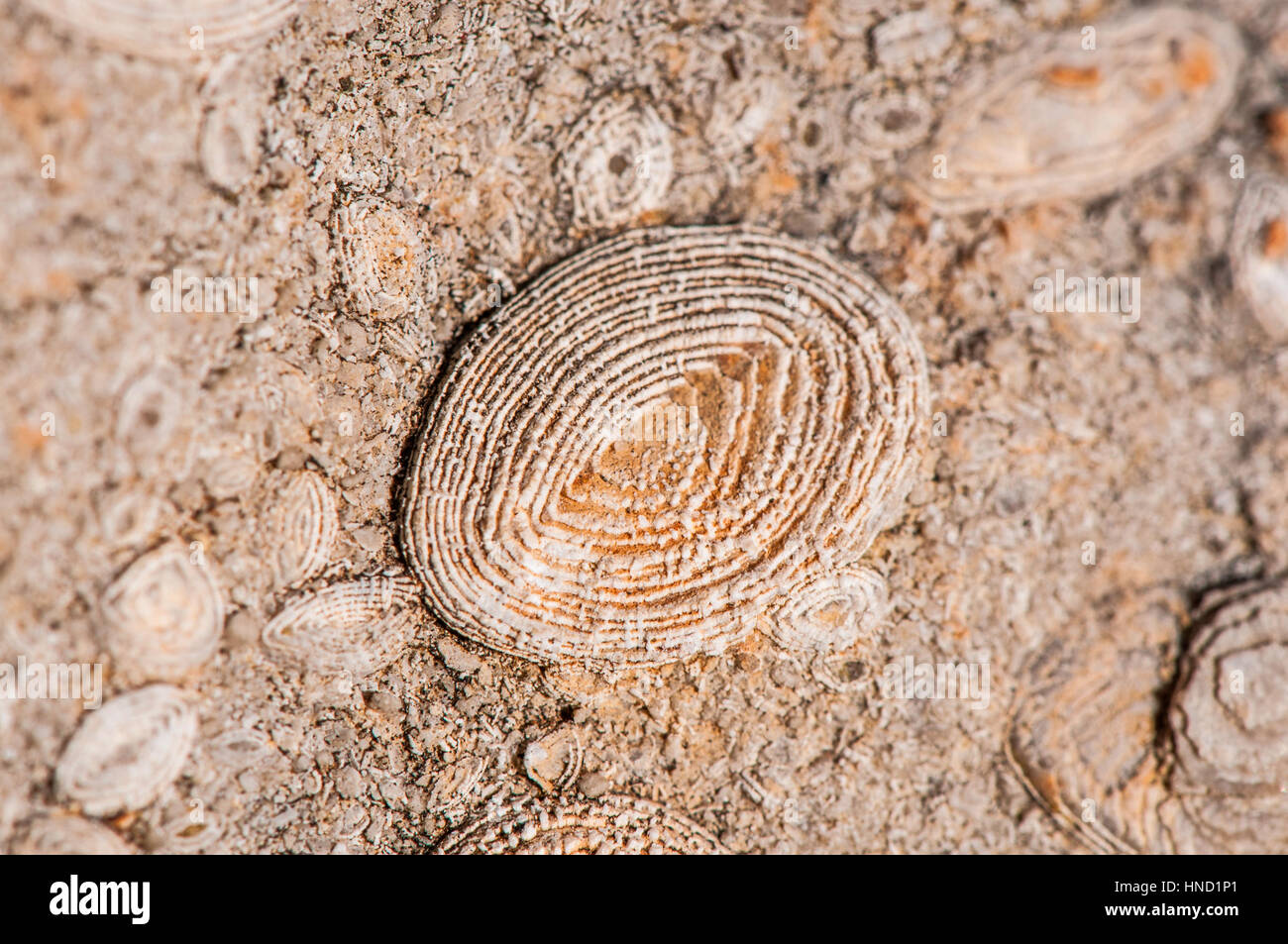 Nummulite hi-res stock photography and images - Alamy