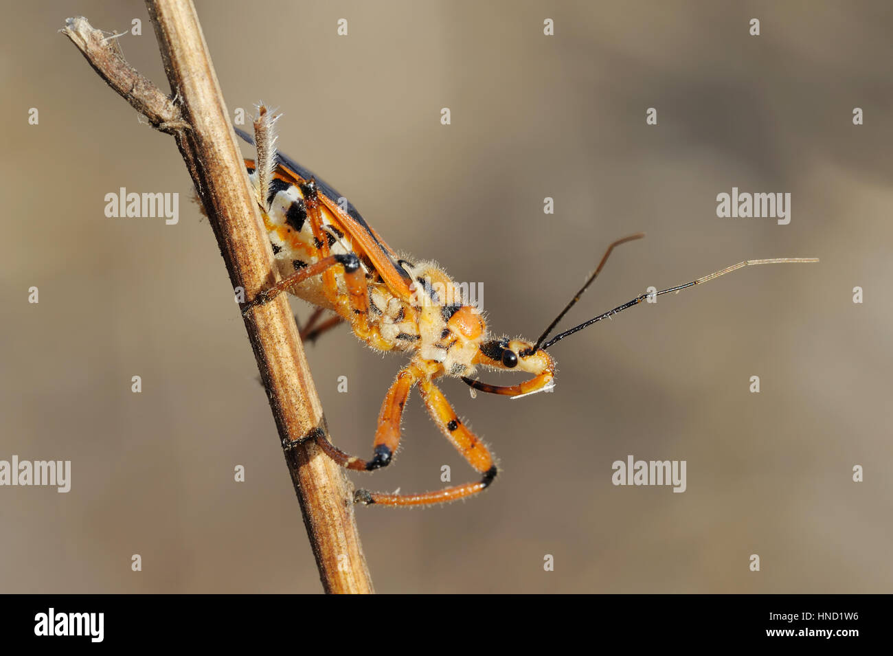 Closeup of the nature of Israel - bug on a branch Stock Photo - Alamy