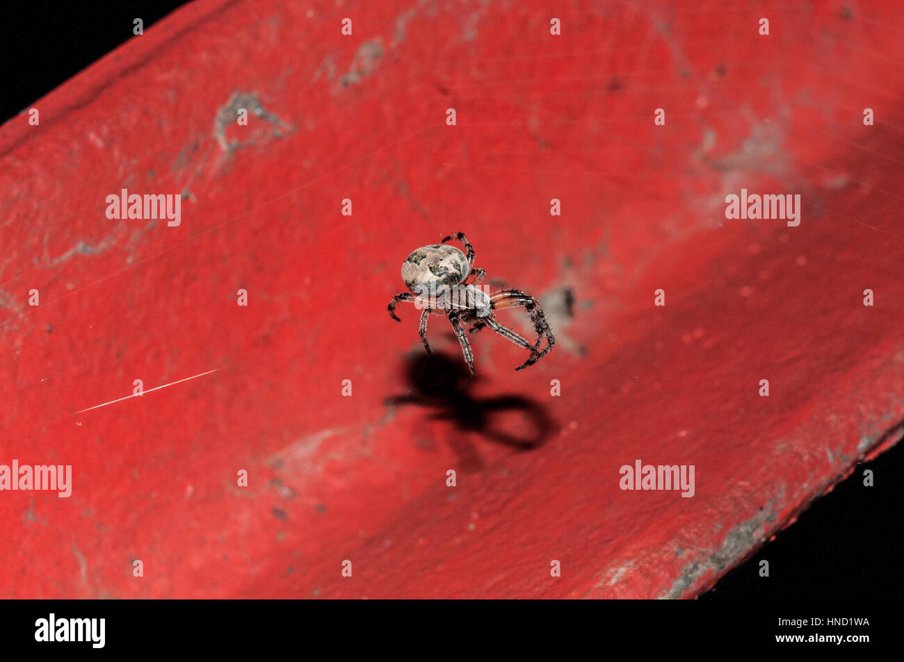 Spider in its web on top of a metal bar on a bridge, Girona, Catalonia ...