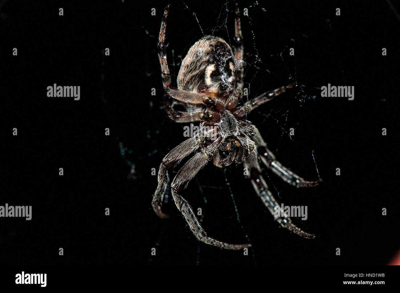 Spider in spain hi-res stock photography and images - Alamy