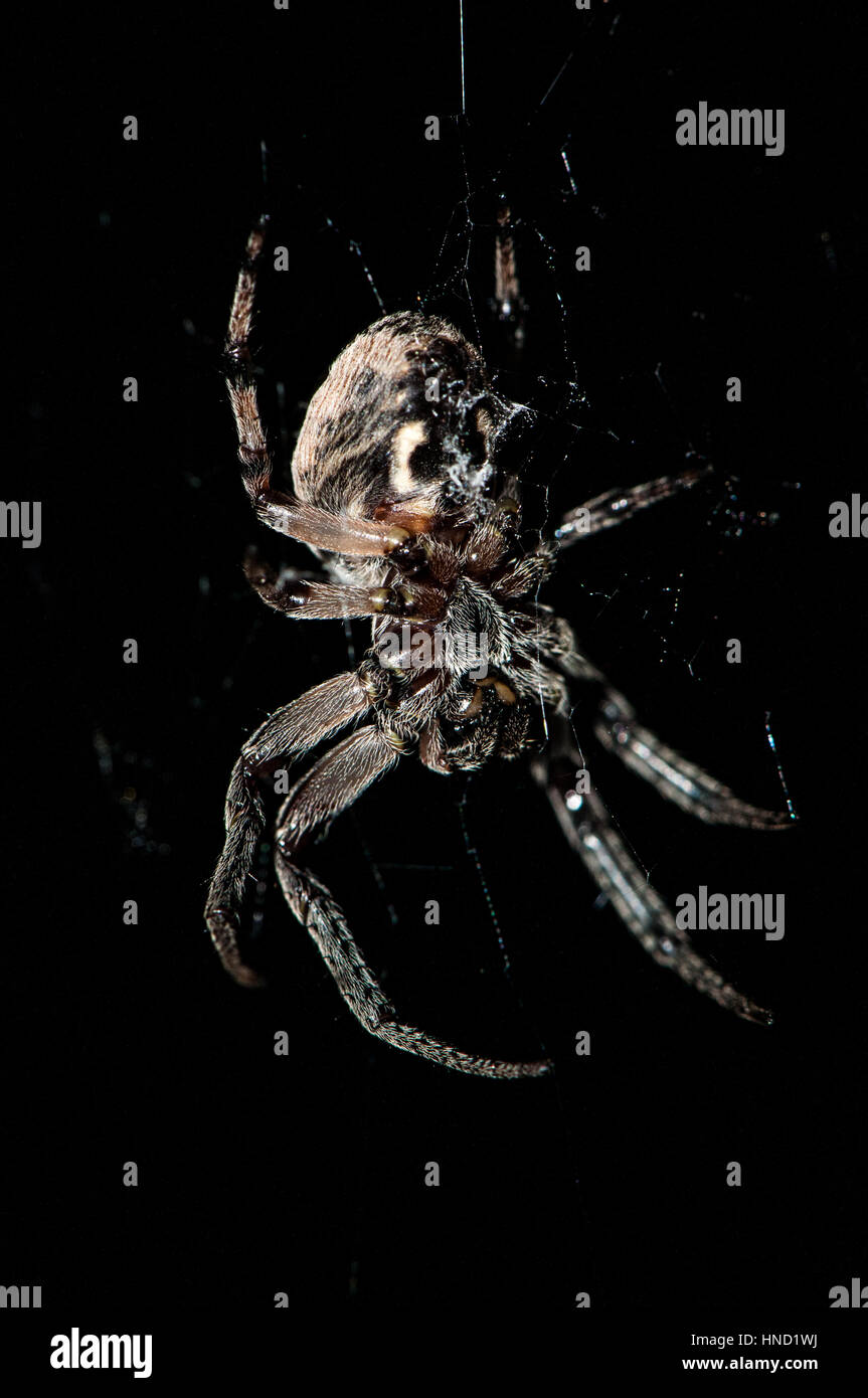Spider in spain hi-res stock photography and images - Alamy