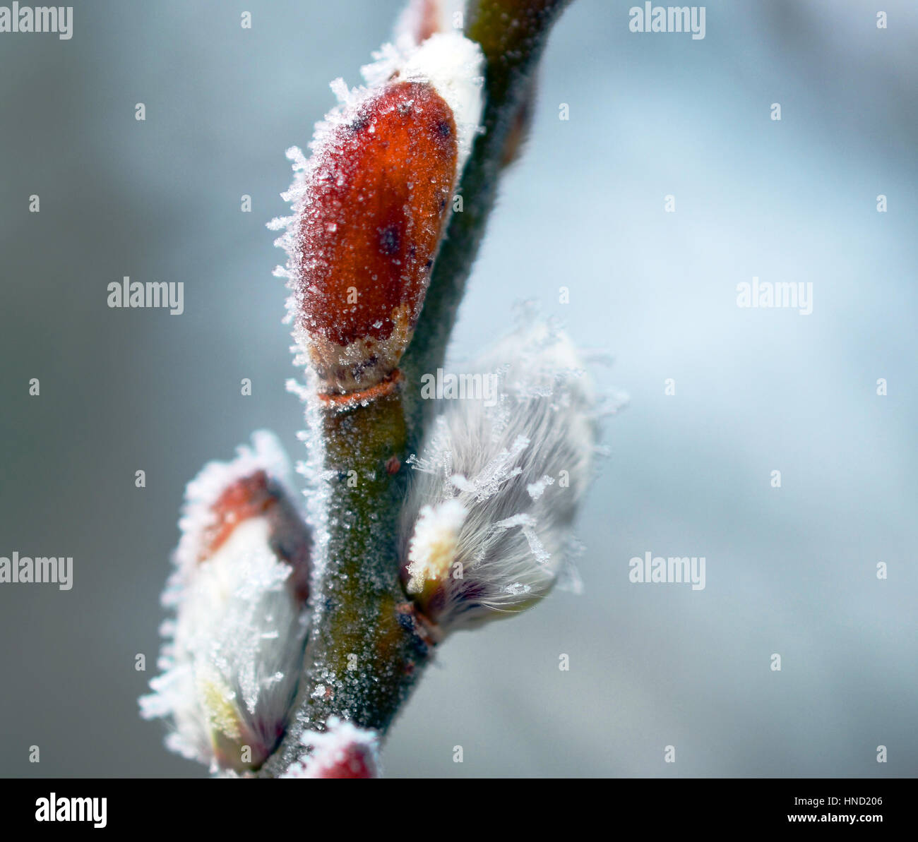 Close Up View of Salix Caprea (Goat Willow) plant covered in frost ...