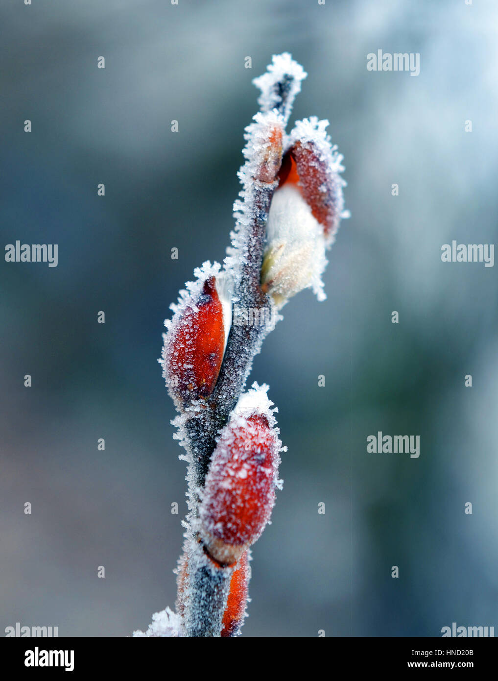 Close Up View of Salix Caprea (Goat Willow) plant covered in frost ...