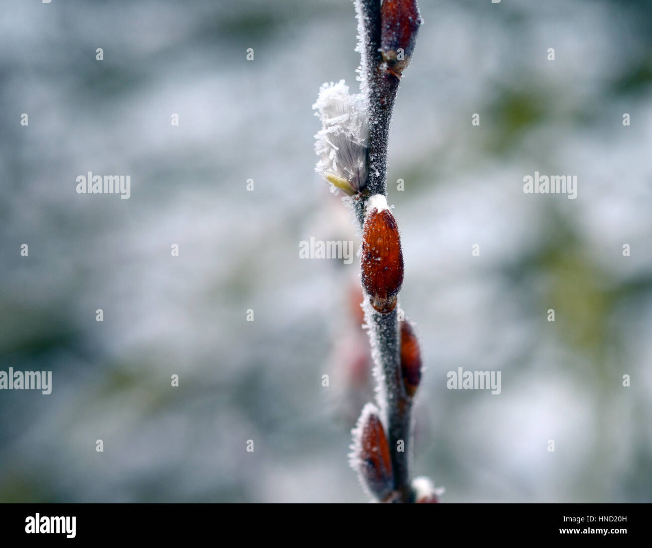 Close Up View of Salix Caprea (Goat Willow) plant covered in frost ...