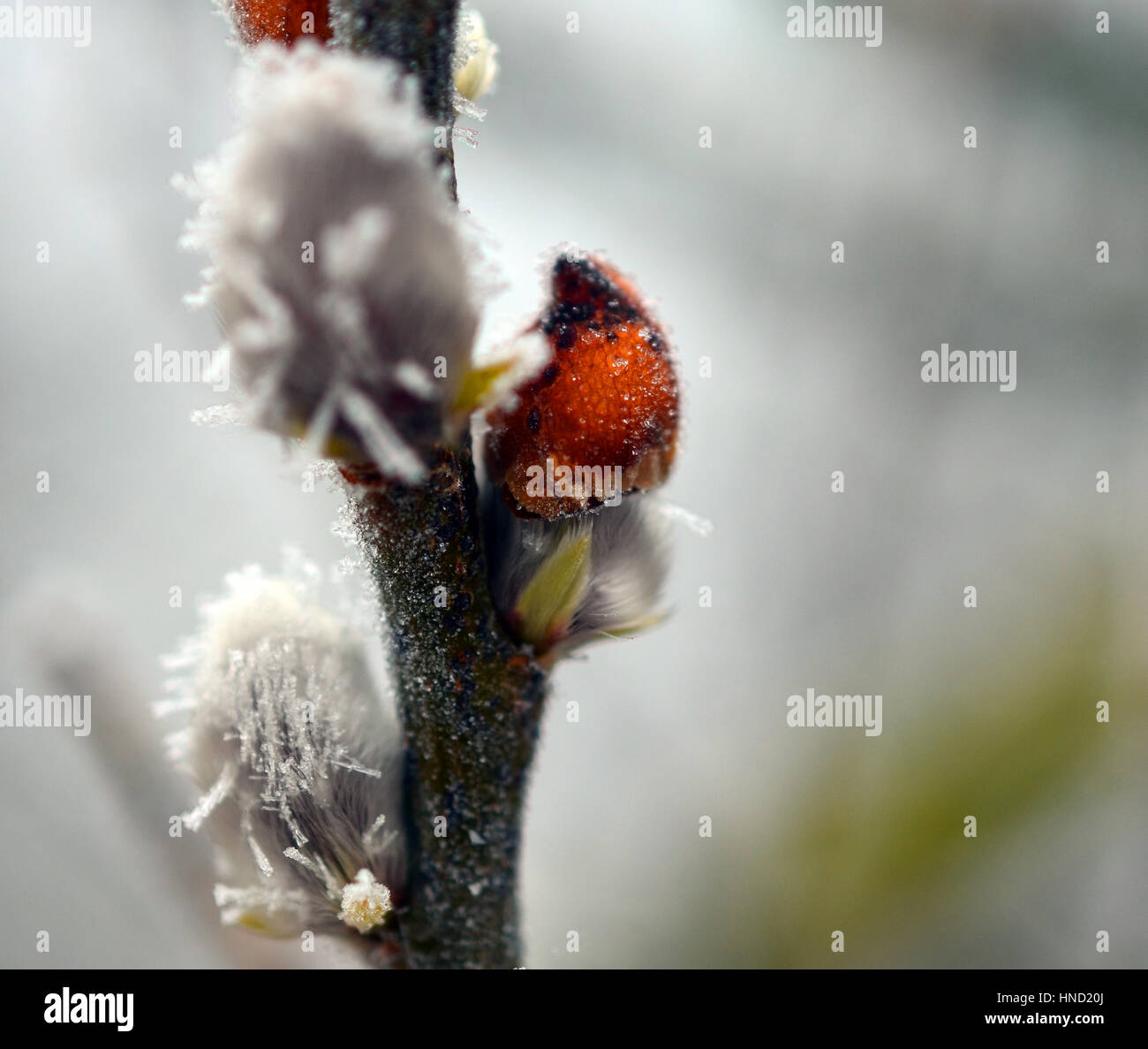 Close Up View of Salix Caprea (Goat Willow) plant covered in frost ...