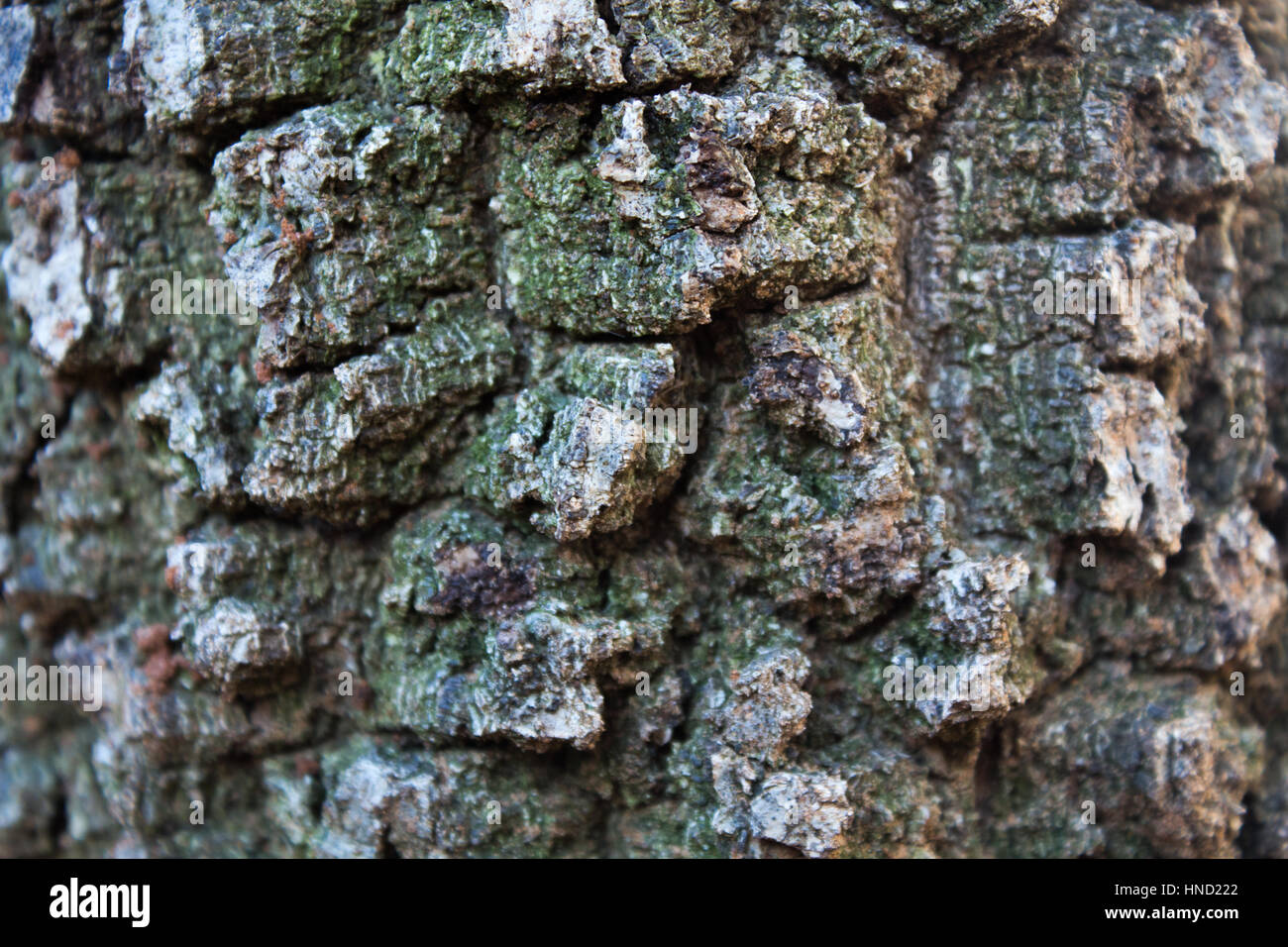 Wood Barks High Resolution Stock Photography and Images - Alamy