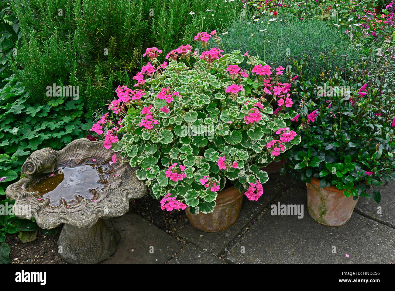 Container garden hi-res stock photography and images - Alamy