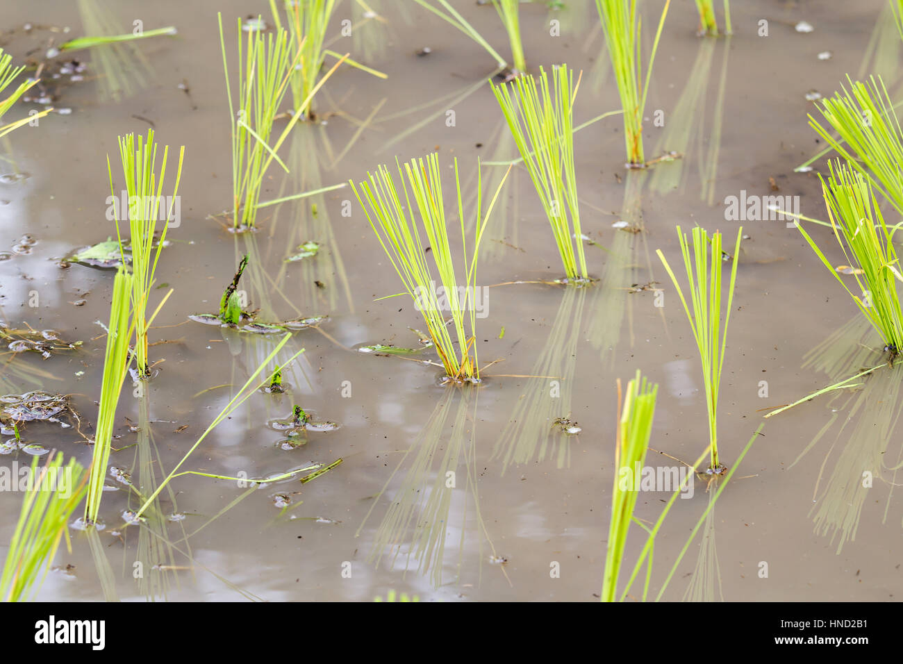 Rice seedling in the rice fields Stock Photo - Alamy