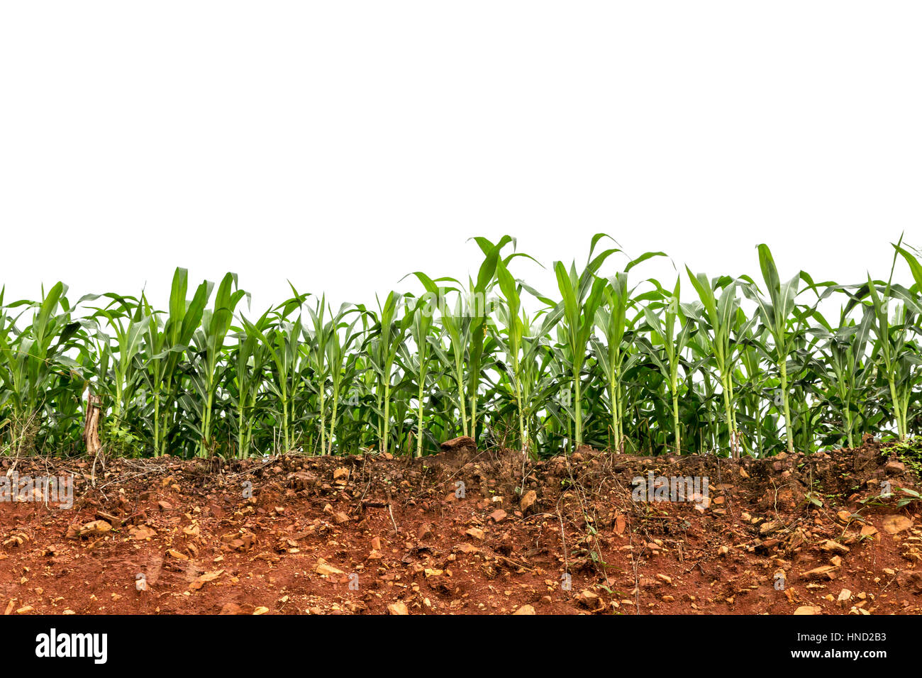 Soil cross section hi-res stock photography and images - Alamy