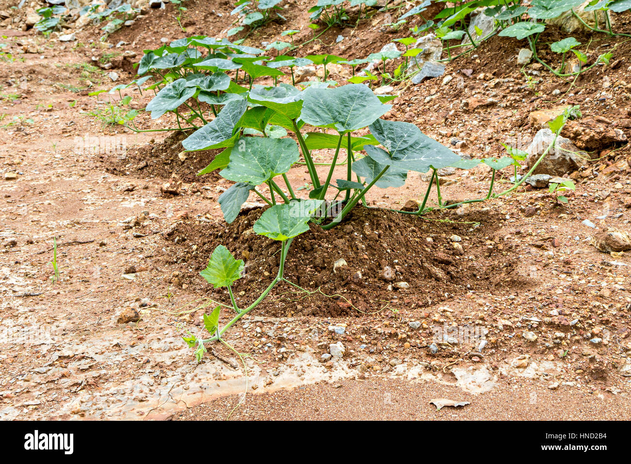 Young pumpkin trees in farm Stock Photo - Alamy