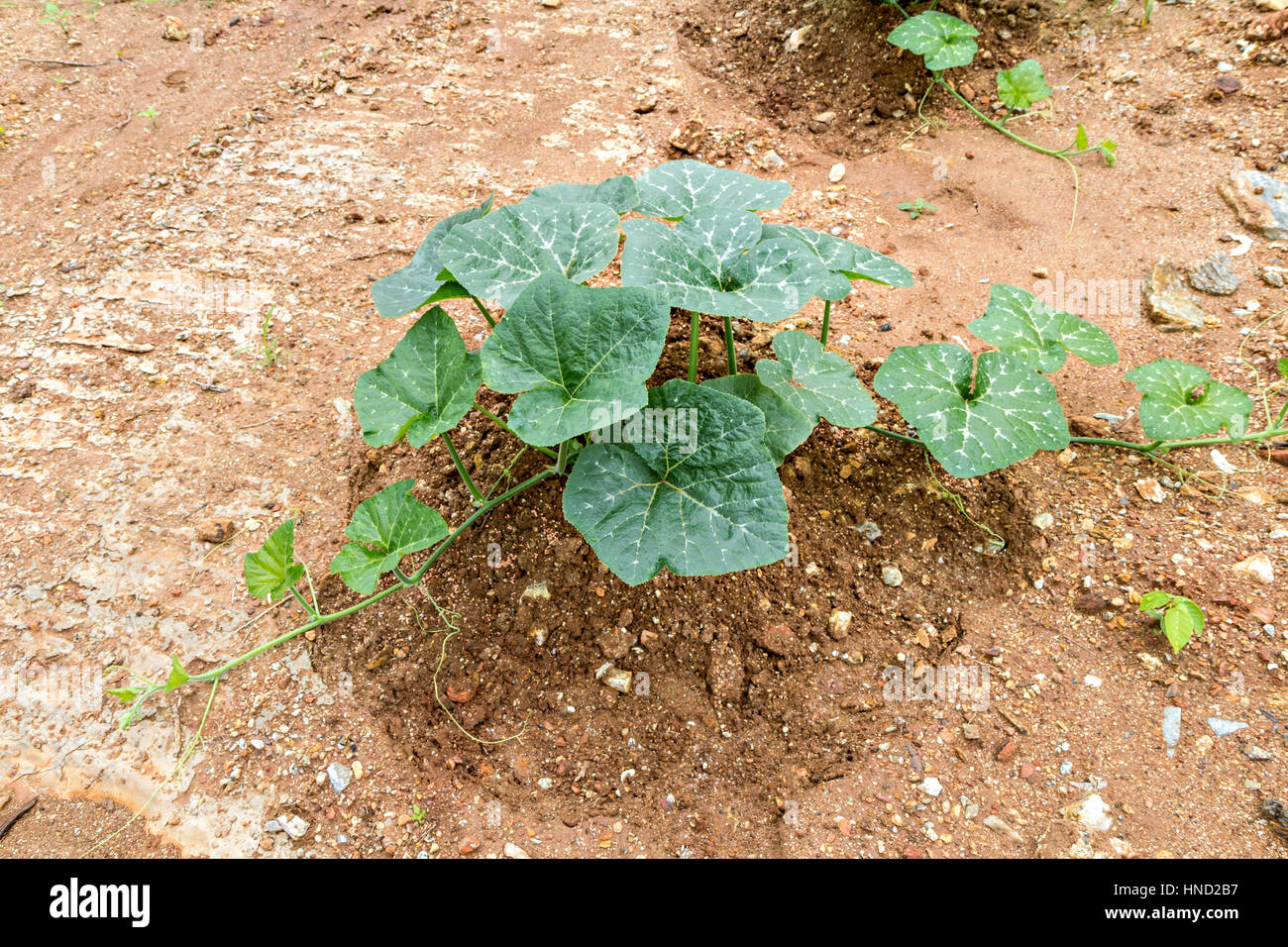 Pumpkin trees hi-res stock photography and images - Alamy