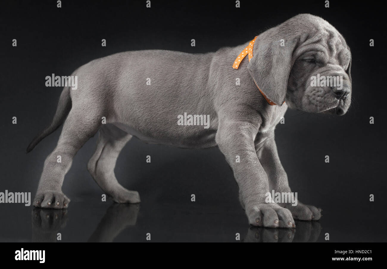 Grey colored young Great Dane puppy on dark background Stock Photo - Alamy
