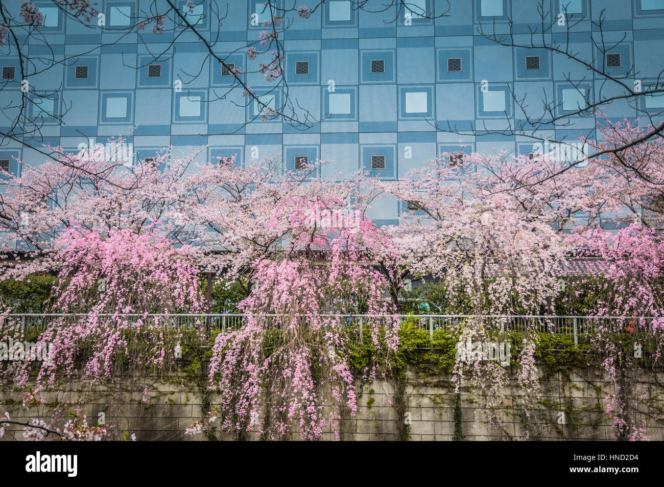 Pink Cherry Blossoms in full bloom,Japan Stock Photo - Alamy