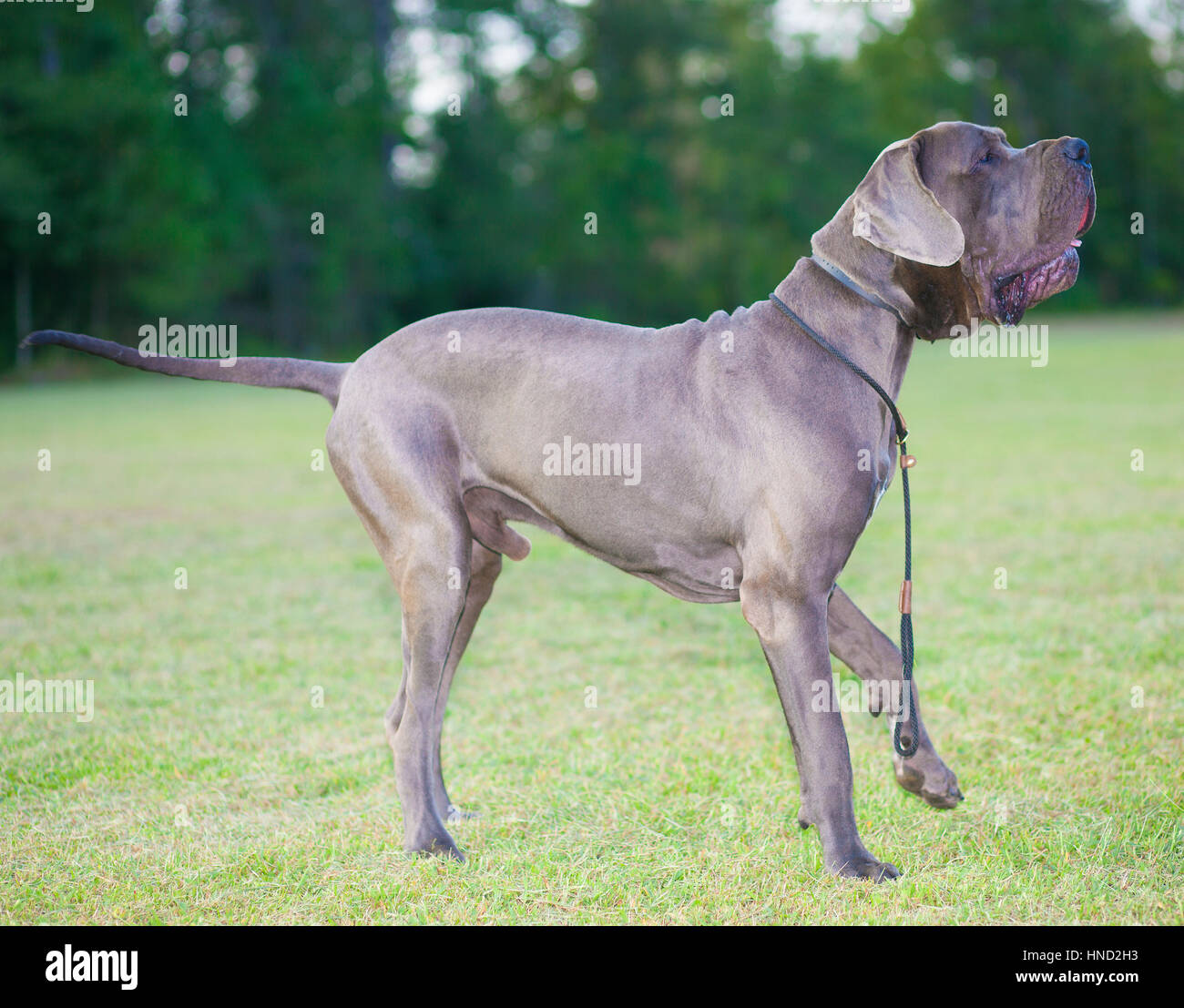Tail of a great dane hi-res stock photography and images - Alamy