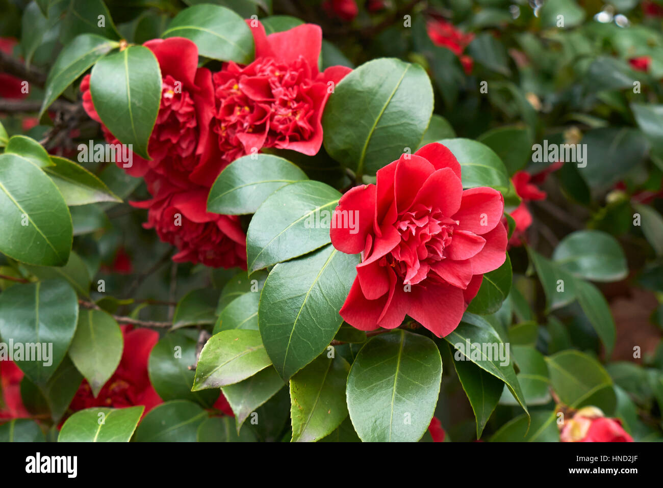 Camelia shrub hi-res stock photography and images - Alamy