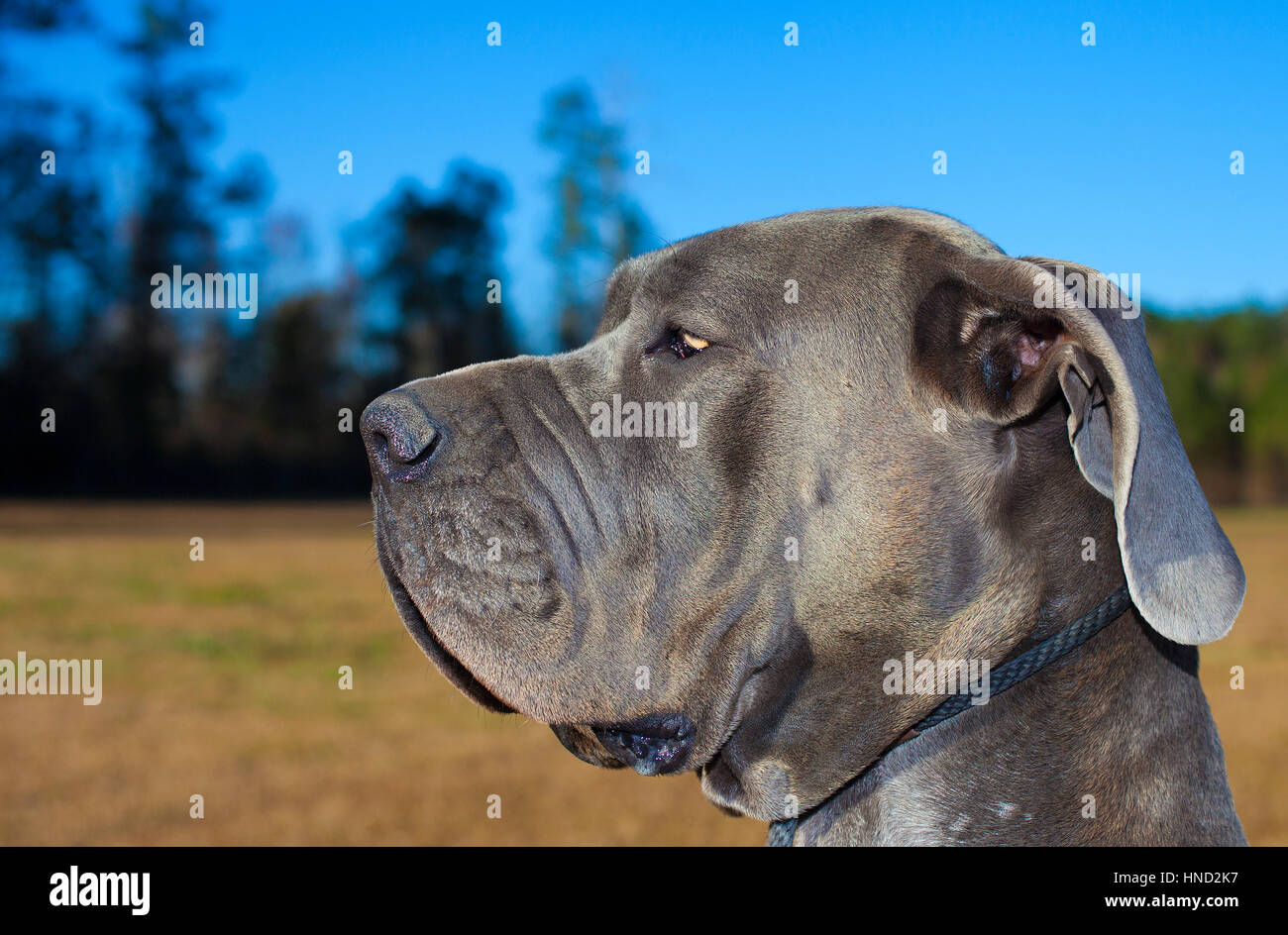 Grey Great Dane that looks like it did not like a joke Stock Photo - Alamy