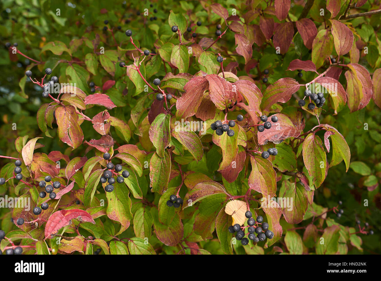 Cornus sanguinea hi-res stock photography and images - Alamy