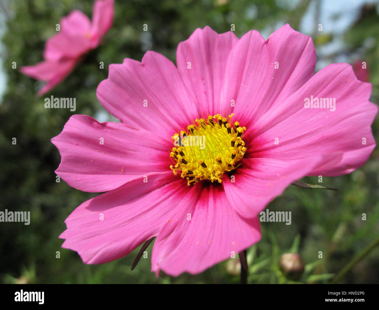 Cosmos perennial plants perennial hi-res stock photography and images ...