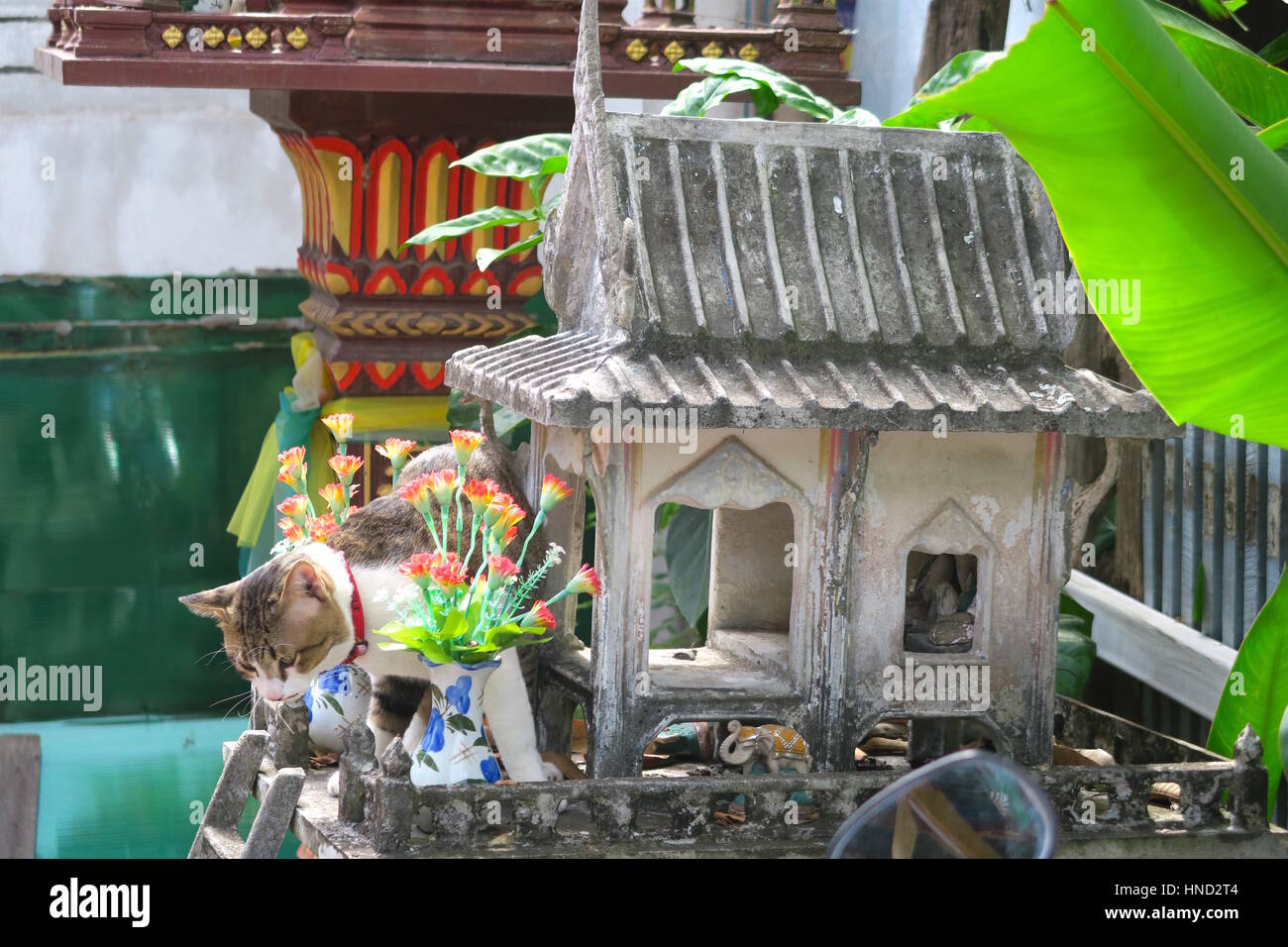 Cat in a small shrine Stock Photo - Alamy