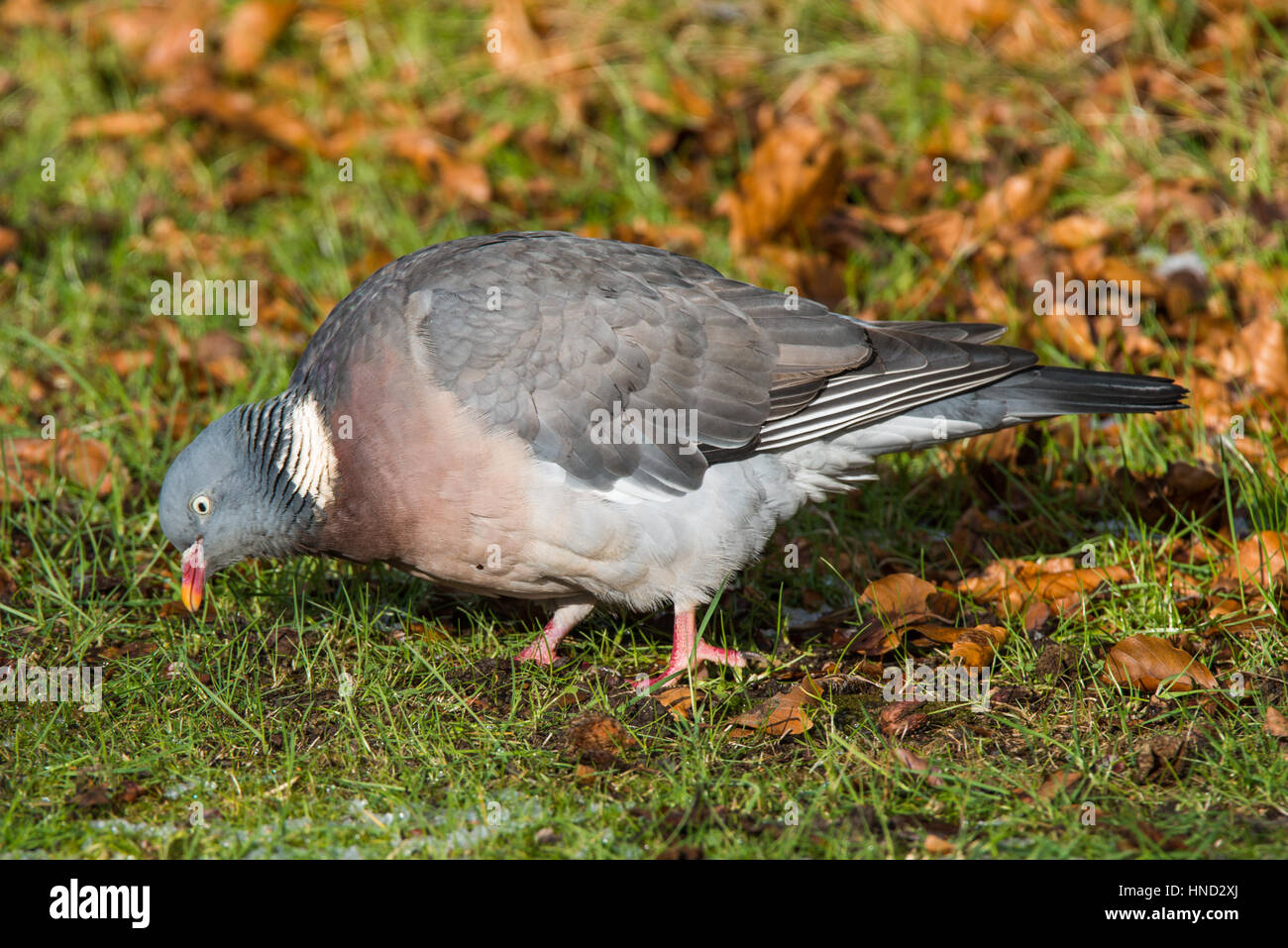 Wood Pigeon on the ground Stock Photo - Alamy