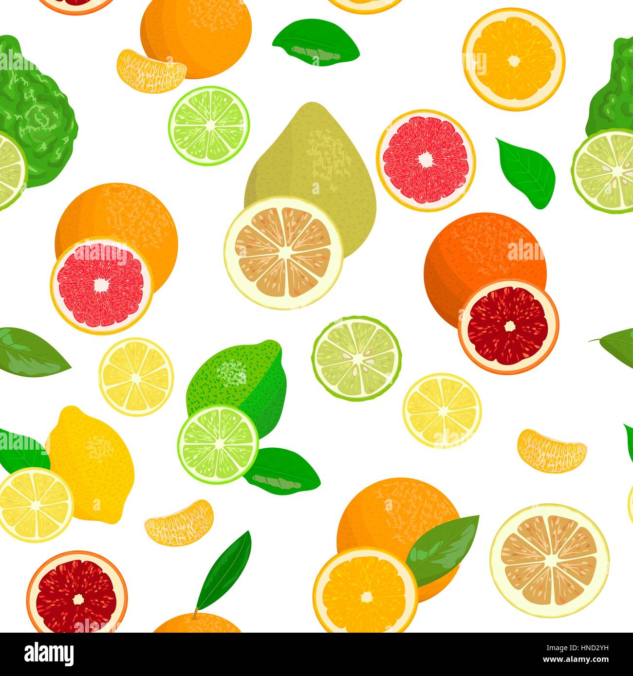 seamless pattern vector collection of realistic citrus fruits and slices. Bergamot, lemon ...