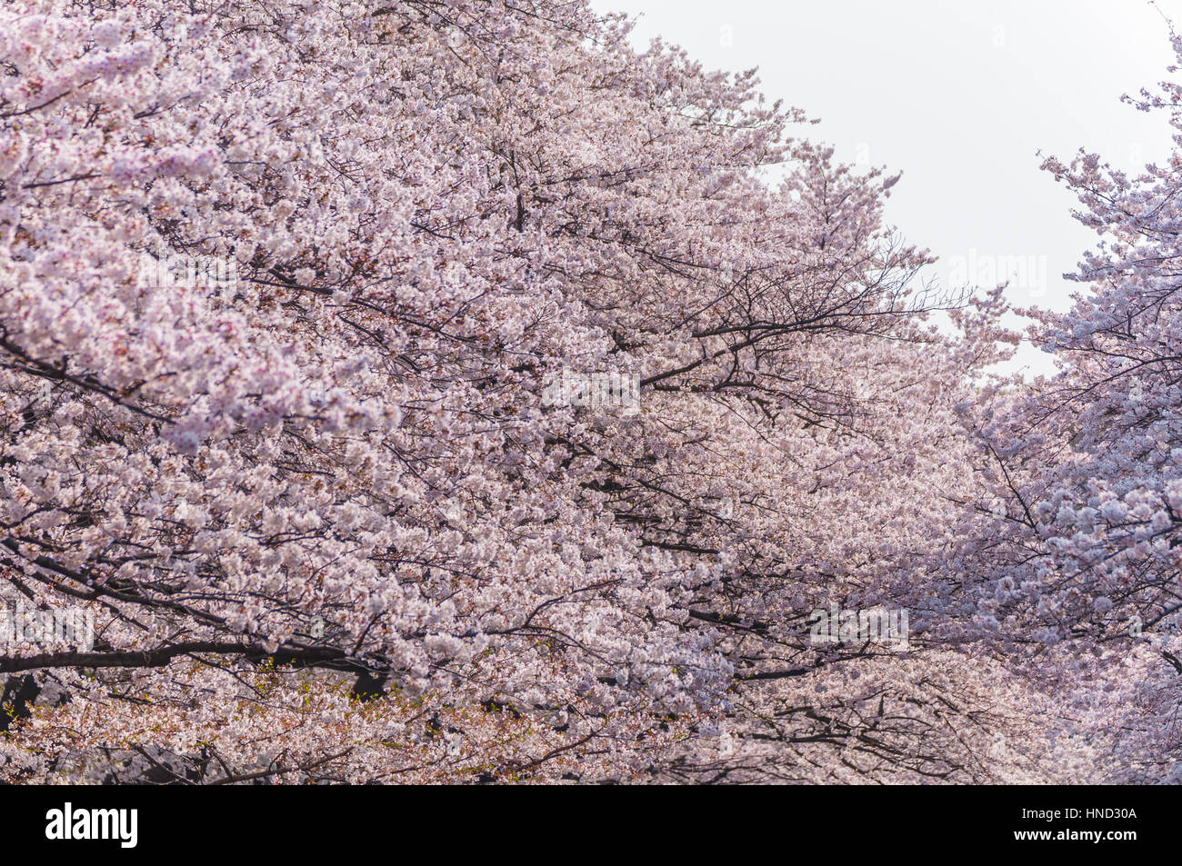 Pink Cherry Blossoms in full bloom,Japan Stock Photo - Alamy