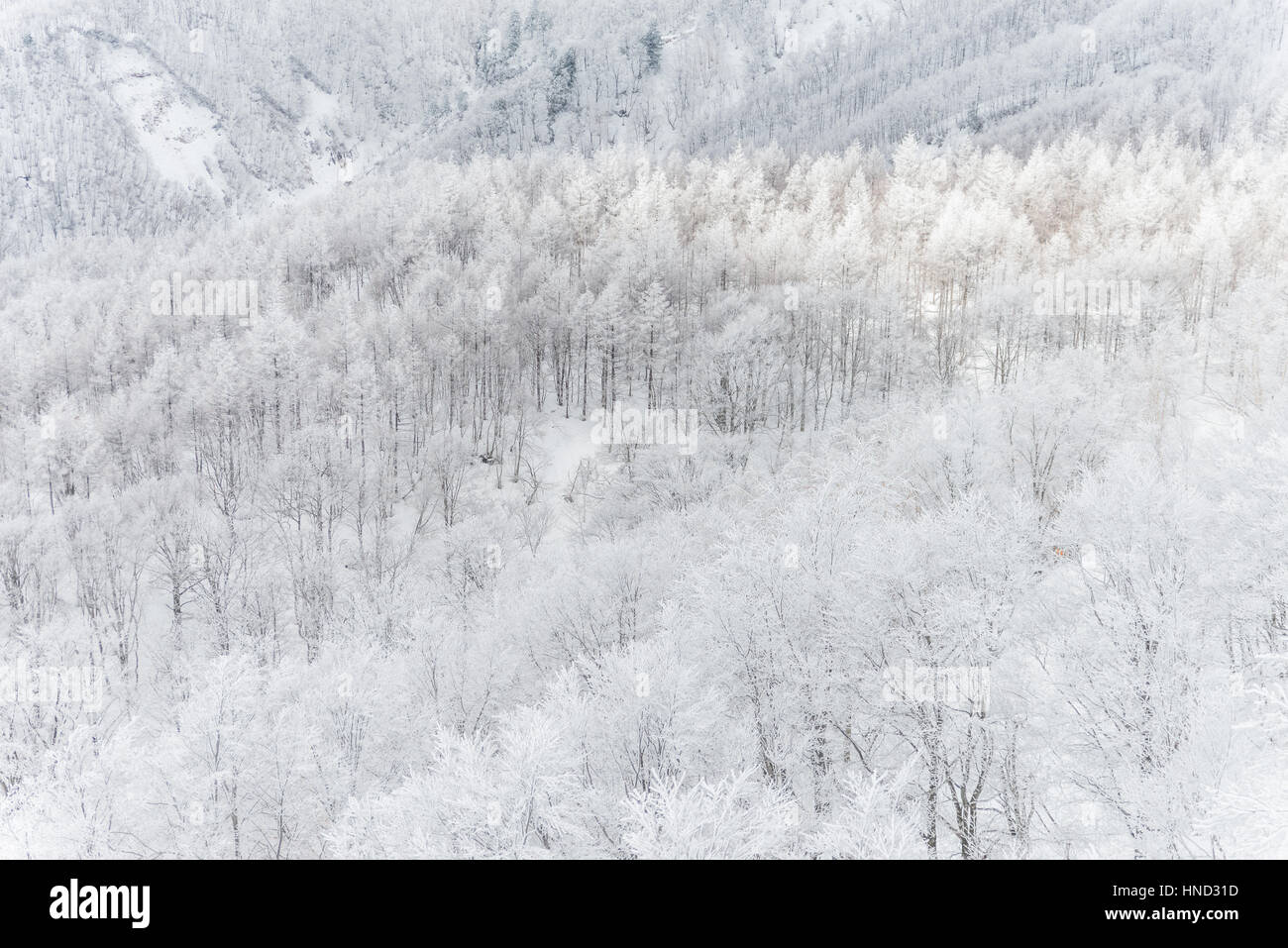 Winter landscape in the Mount Zao that located on the Yamagata-Miyagi ...
