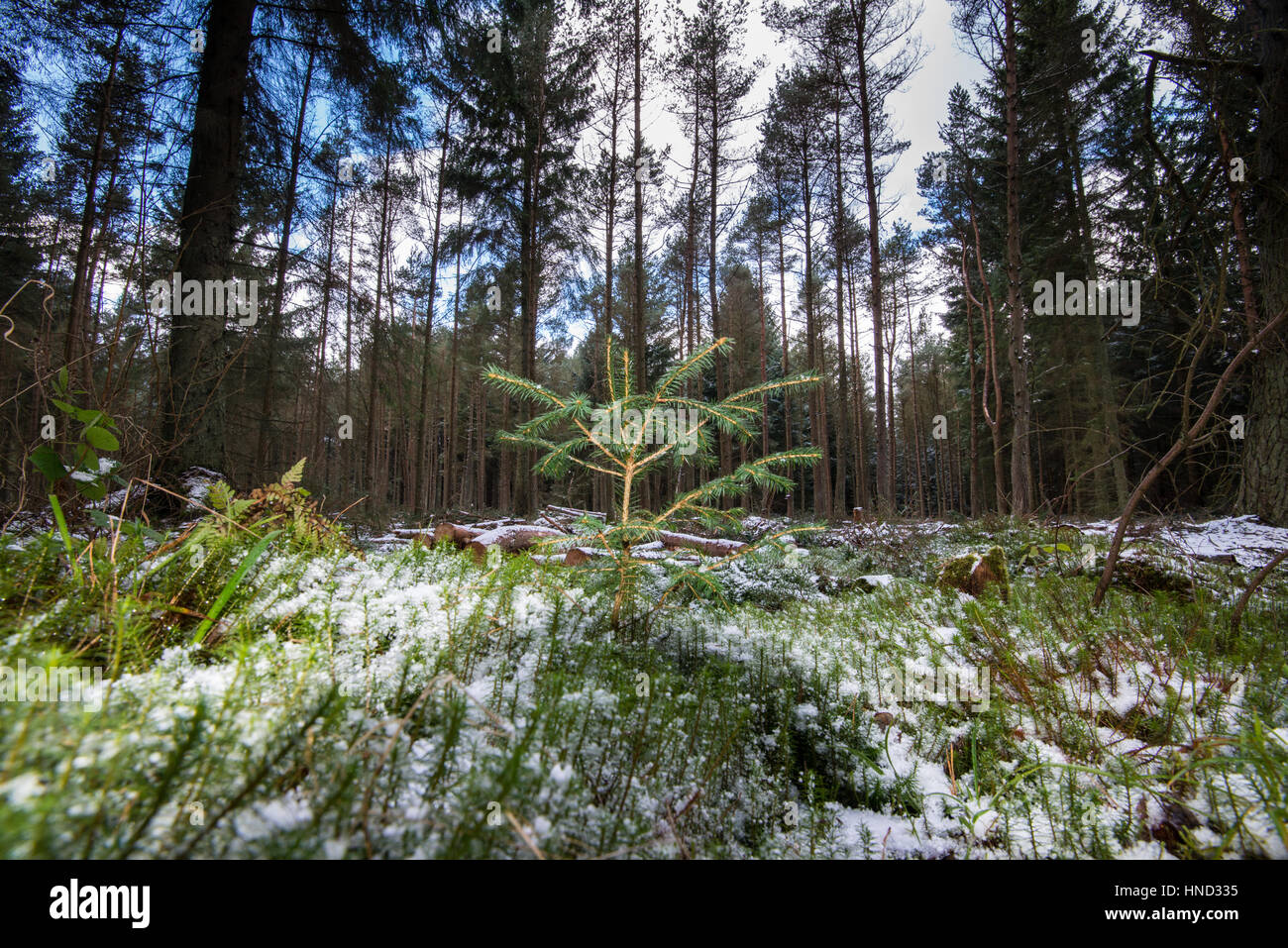 Hazlehead woods hi-res stock photography and images - Alamy