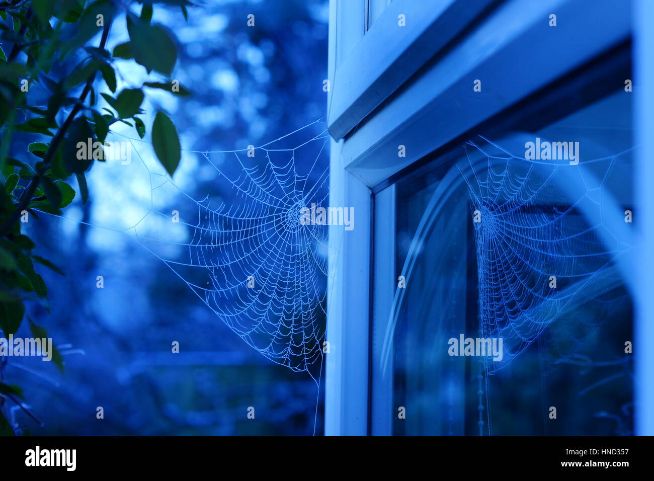 cobwebs in blue Stock Photo - Alamy