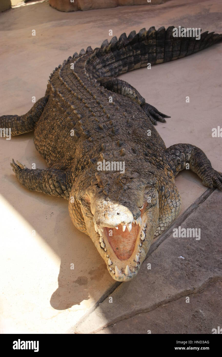 Australian big salt water crocodile open mouth burt crocodile Dundee ...