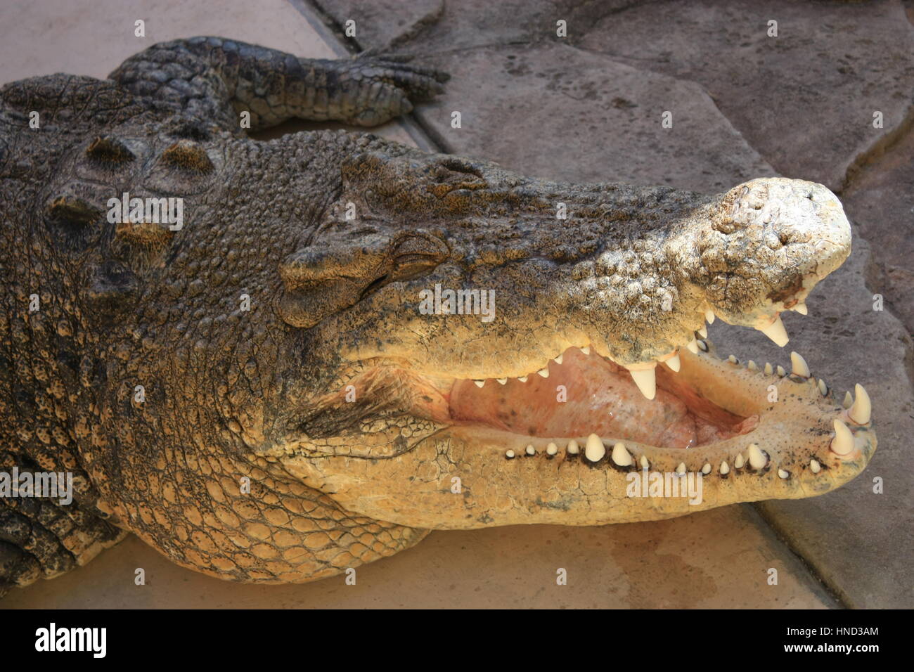 Australian big salt water crocodile open mouth burt crocodile Dundee ...