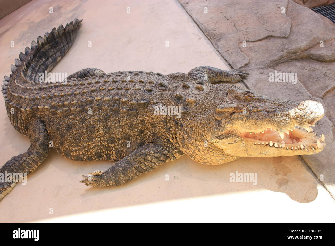 Australian big salt water crocodile open mouth burt crocodile Dundee ...