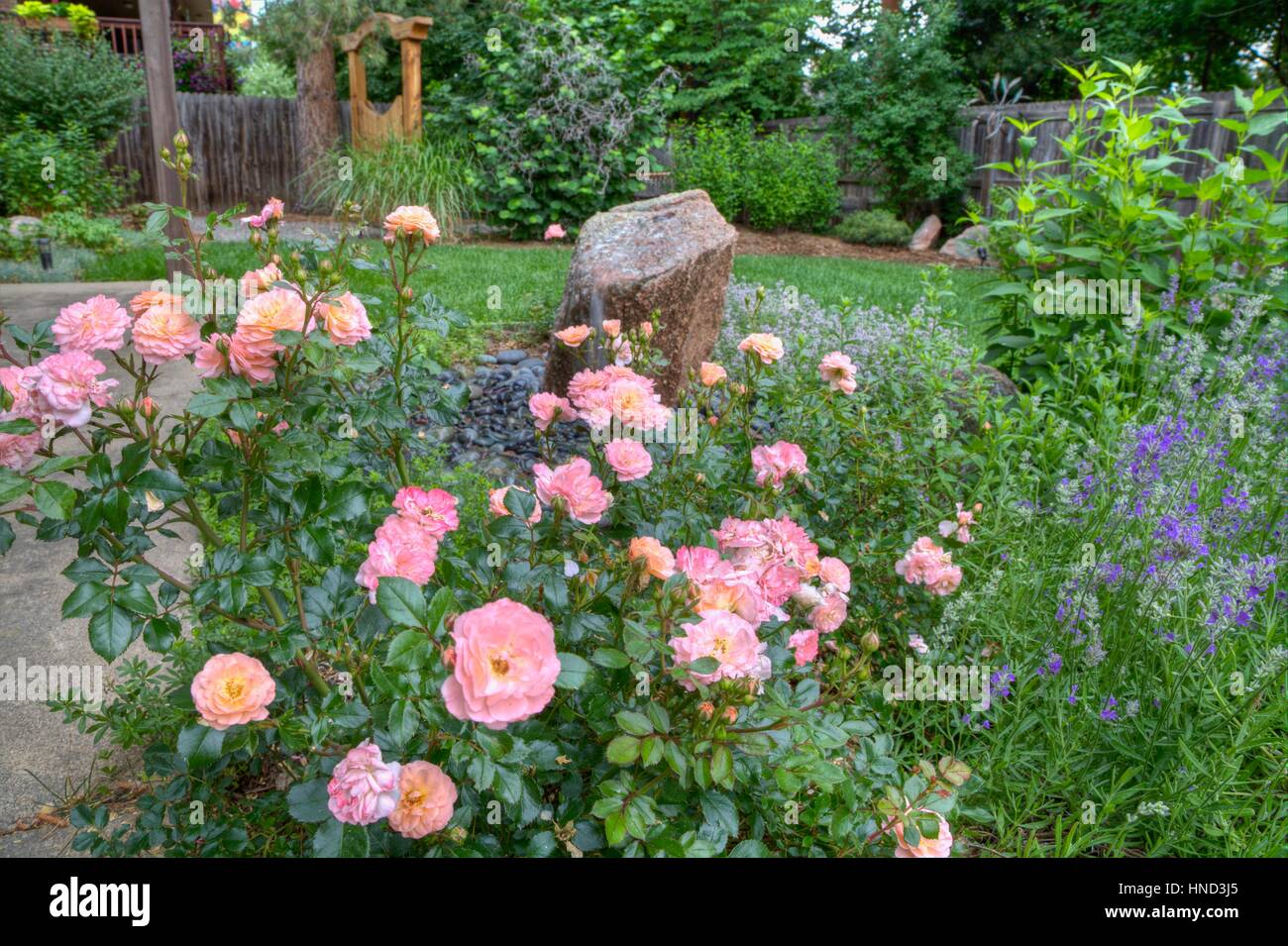 Rosa Knockout Rainbow in full bloom Stock Photo - Alamy