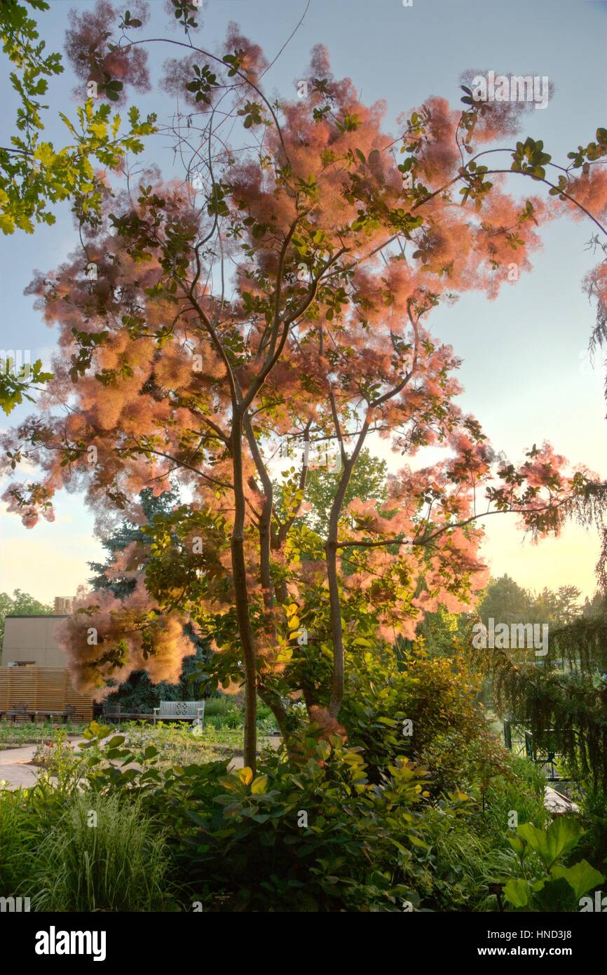 A smoketree backlit by the late afternoon sun Stock Photo - Alamy