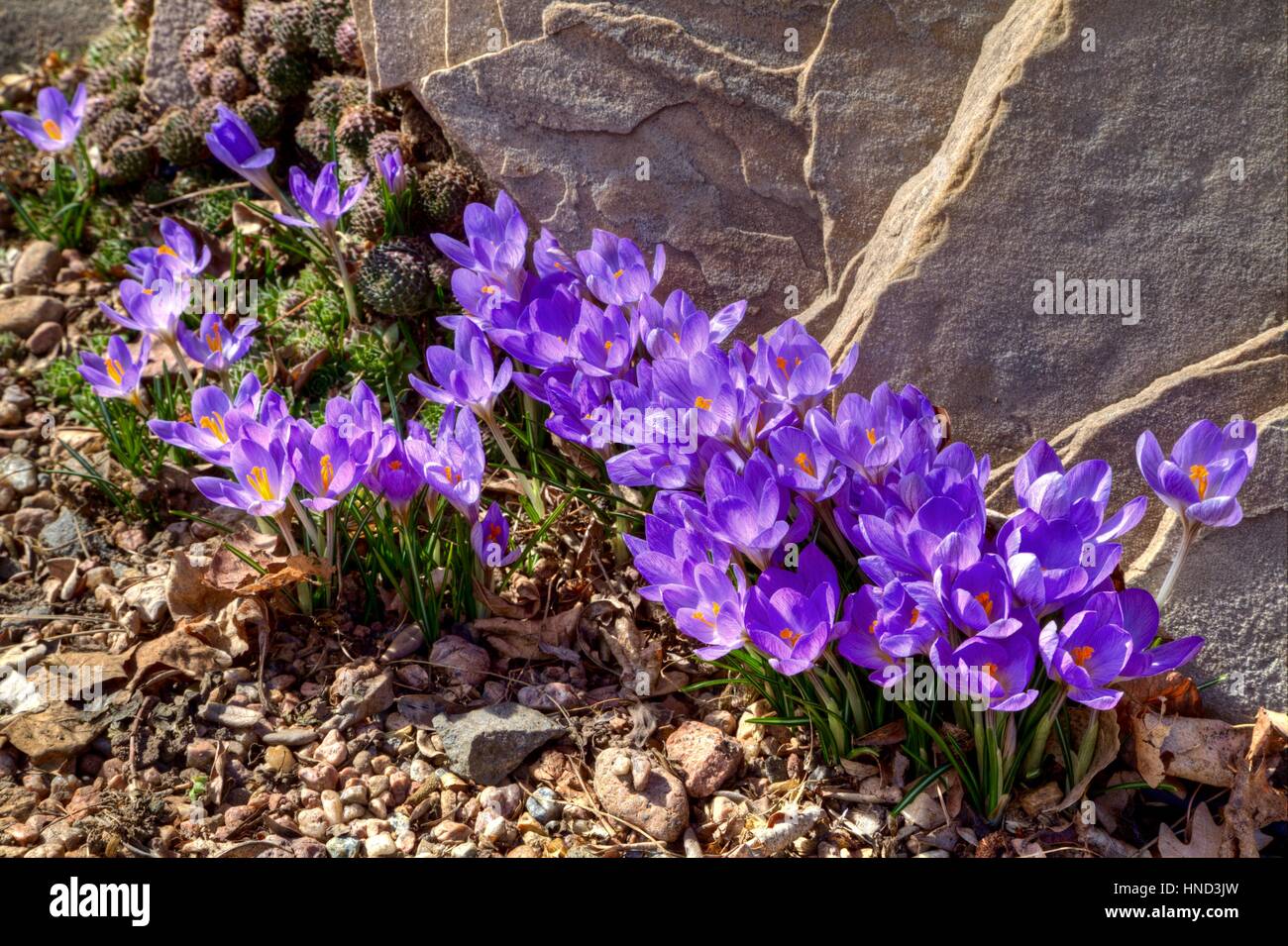 A small patch of Species Crocus Stock Photo - Alamy
