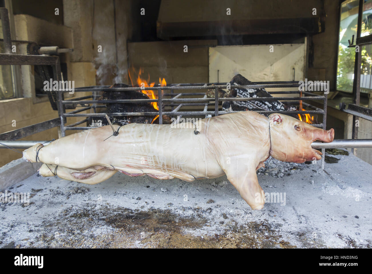 Pig suckling her piglet hi-res stock photography and images - Alamy