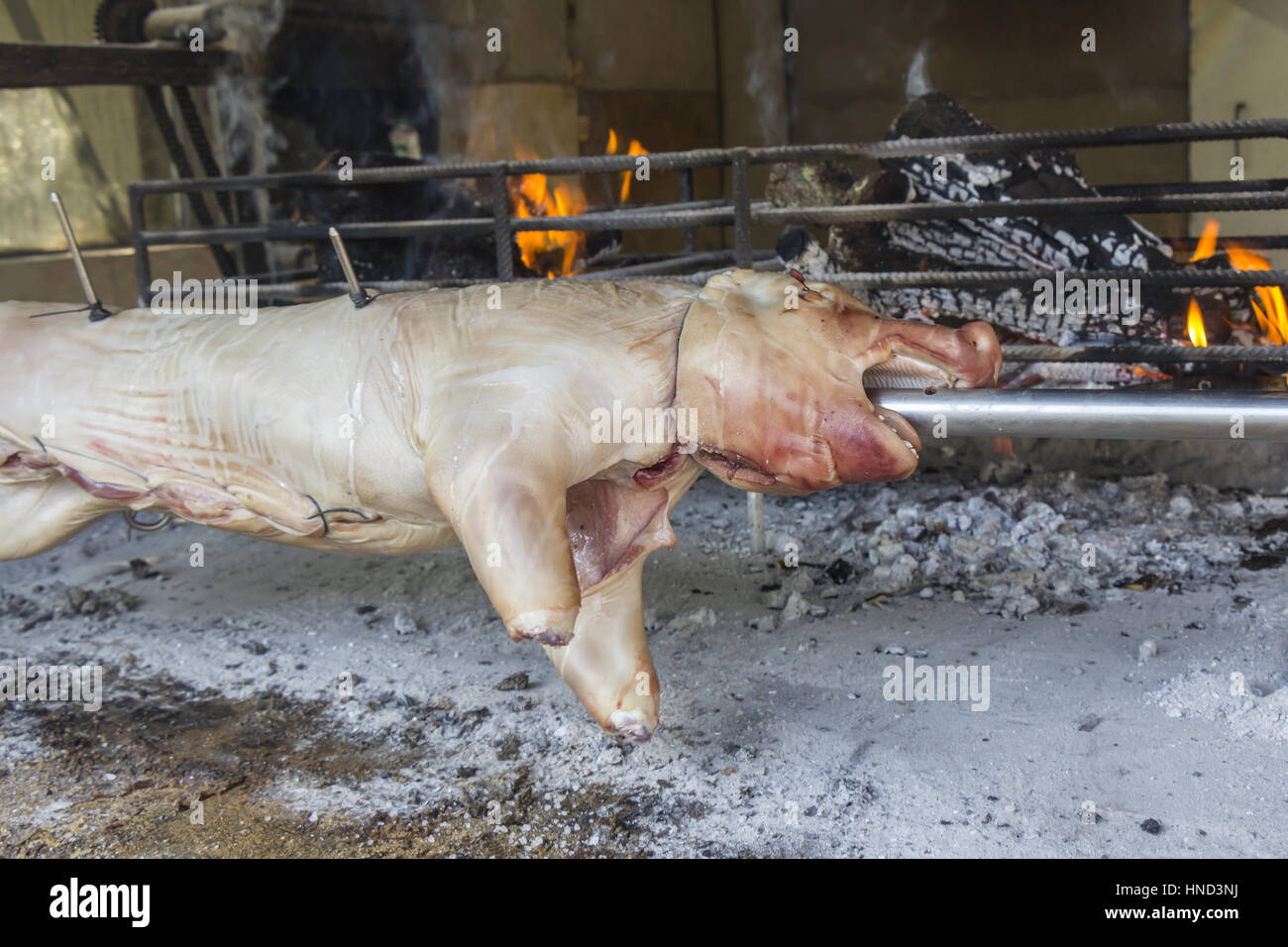Pig suckling her piglet hi-res stock photography and images - Alamy