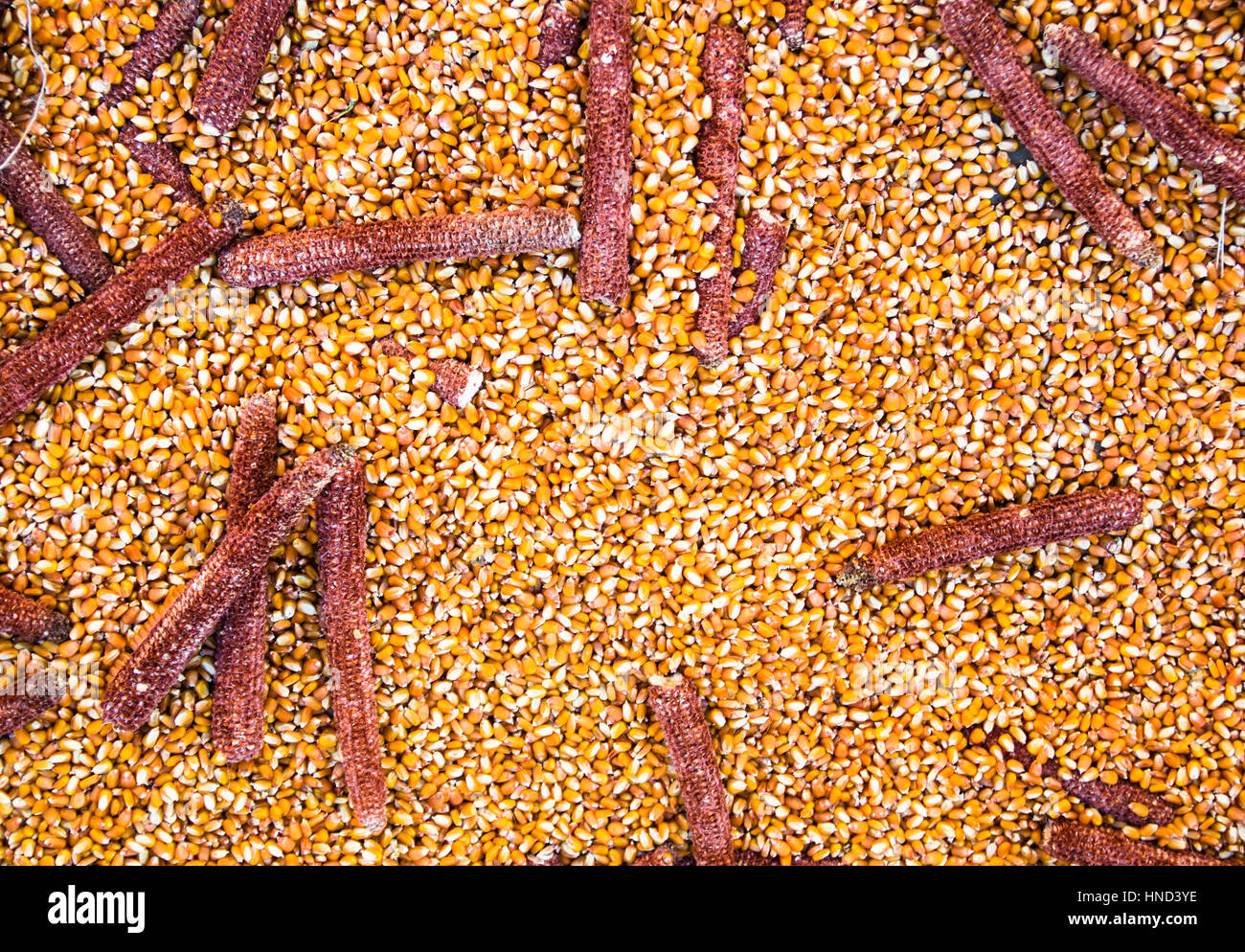 Maize shelling hi-res stock photography and images - Alamy