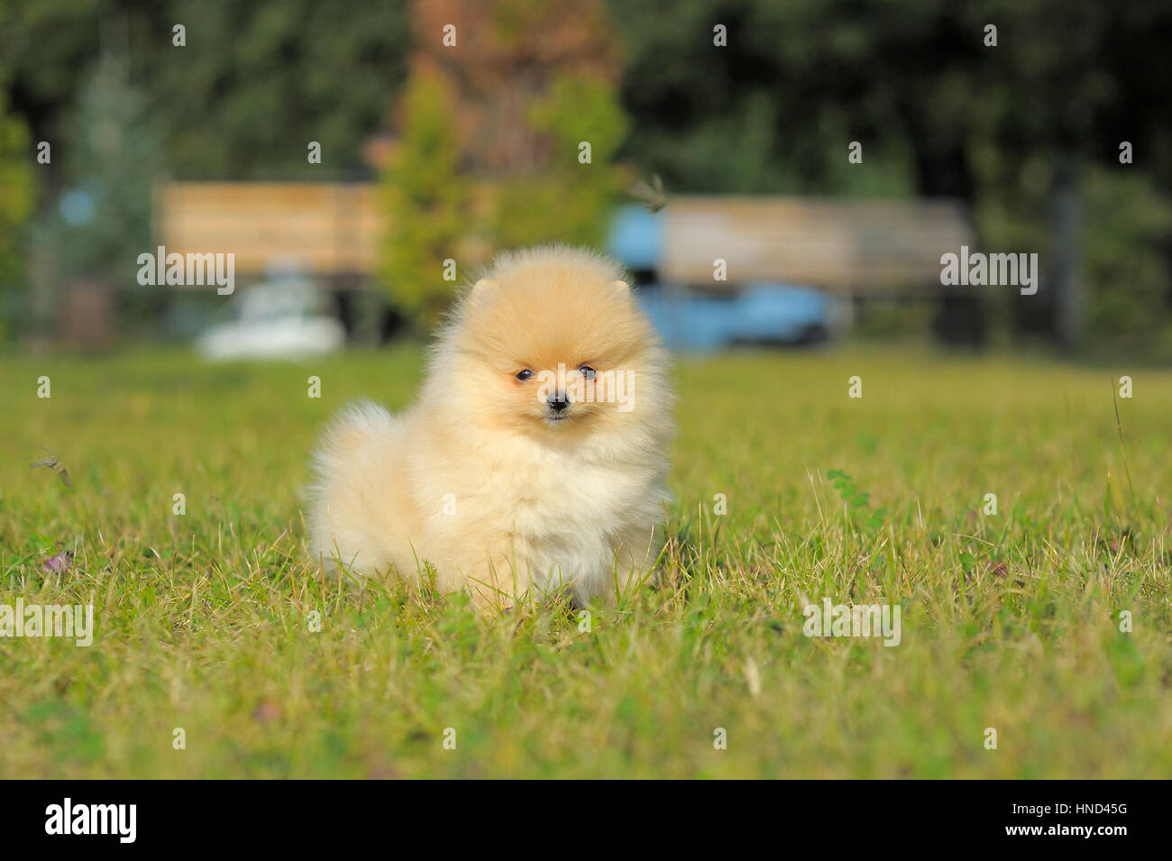 Portrait of pomeranian shpitz on grass Stock Photo - Alamy
