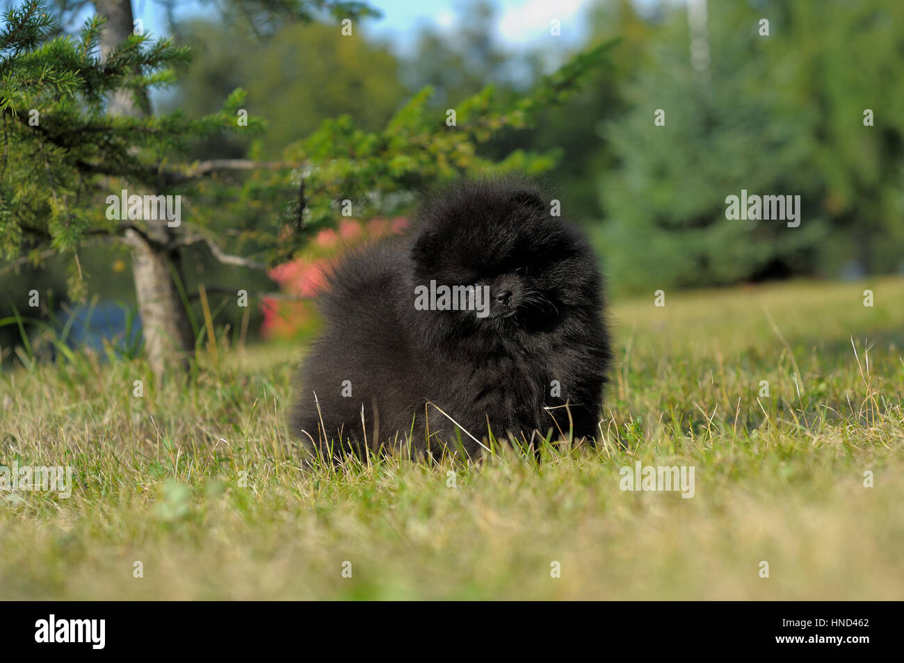 Portrait of pomeranian shpitz on grass Stock Photo - Alamy